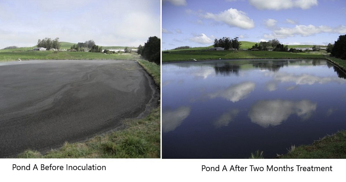 Bacterial Generator Provides Remediation for Duck… | Onsite Installer